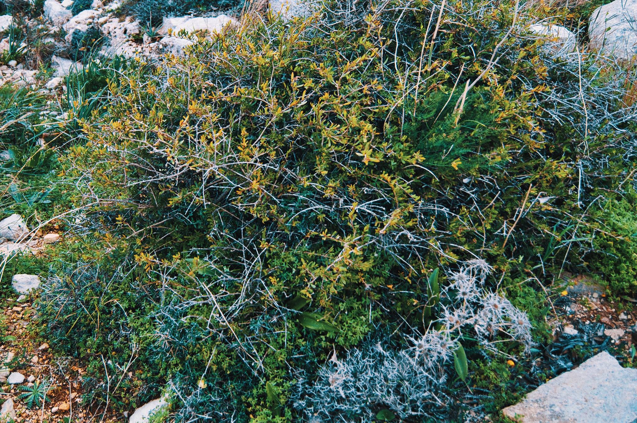 CoFutures—Bodhisattva Chattopadhyay and Merve Tabur / Sumac Space